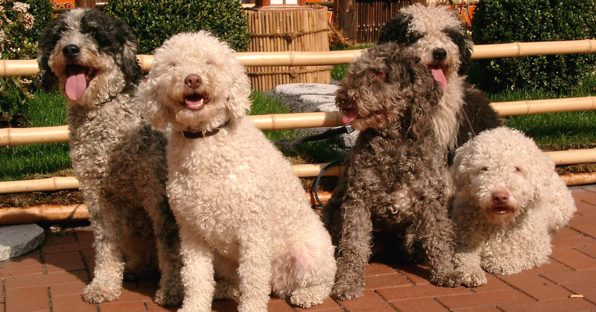 10 Unique Traits of the Spanish Water Dog That Make Them Special - Dog ...