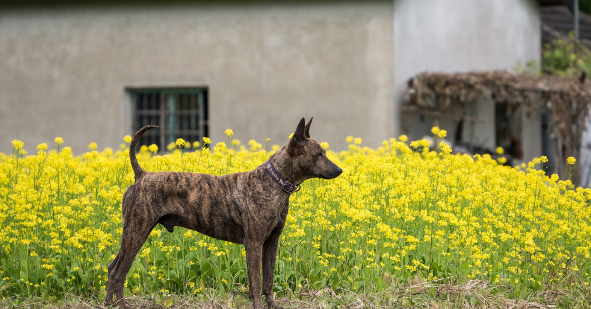 Unlocking the Secrets to a Thriving Taiwan Dog - Dog Breed Pro