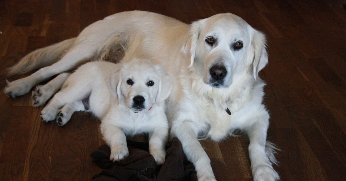 10 Dog Breeds that Evolve in Size, Color, and Fur as They Grow Up - Dog ...