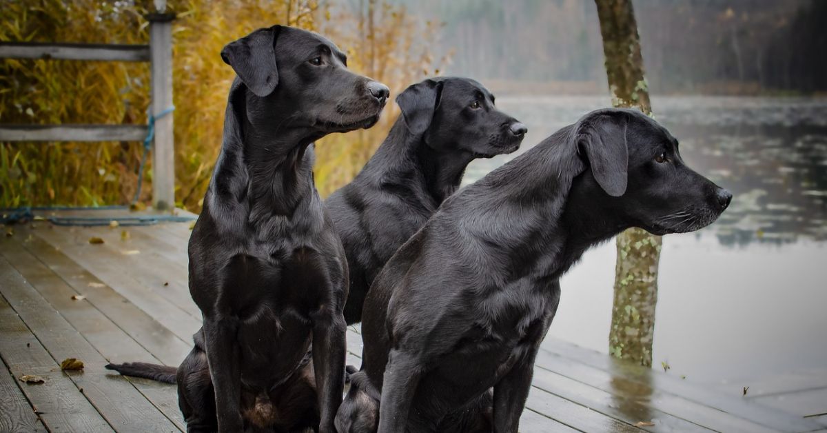 10 Easy Ways To Tell If Your Labrador Is Purebred or Mixed - Dog Breed Pro