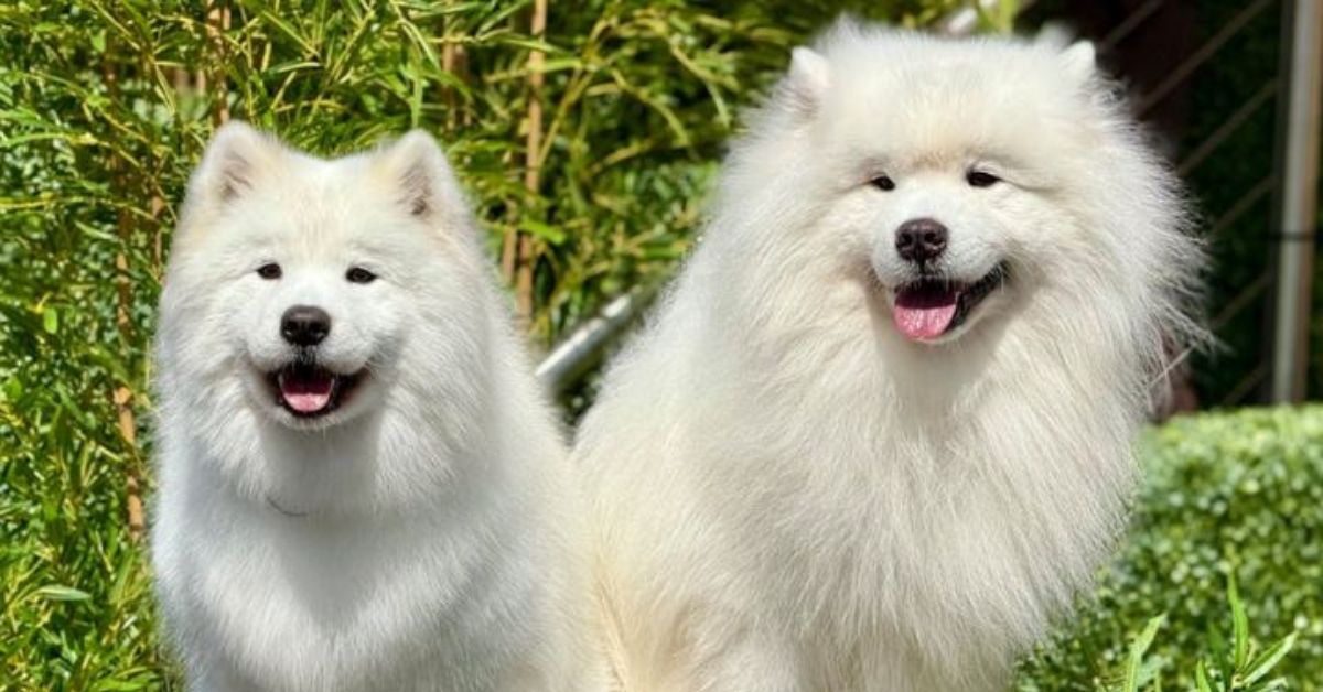 20 Tips to Keep Your Samoyed’s Floof Fabulous - Dog Breed Pro