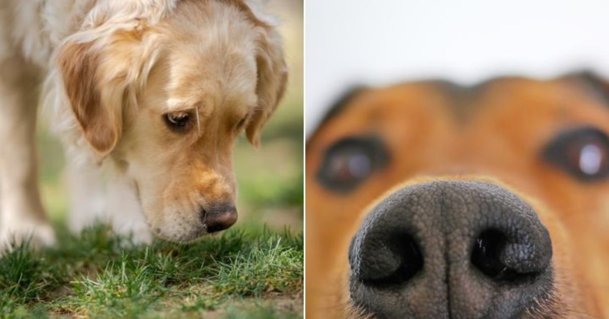 10 Fascinating Insights Into Why Dogs Can’t Stop Sniffing - Dog Breed Pro