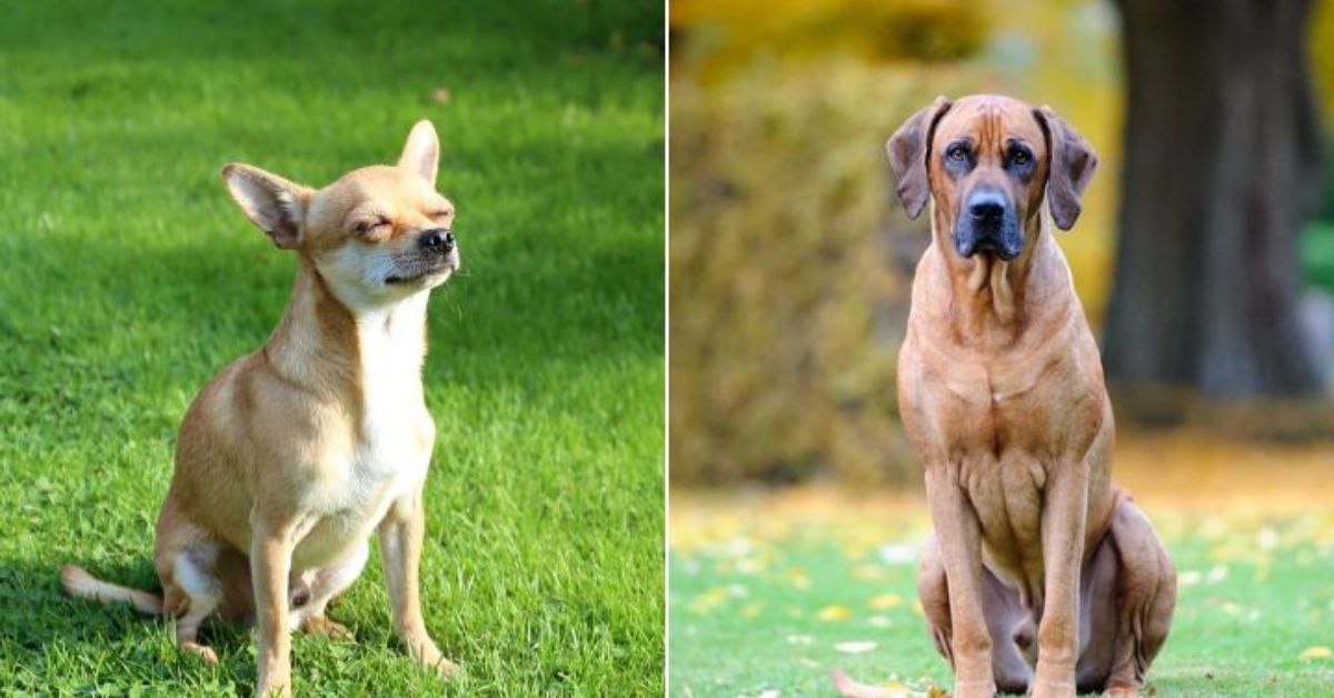 10 Sun-Loving Dog Breeds That Thrive in Warm Weather - Dog Breed Pro