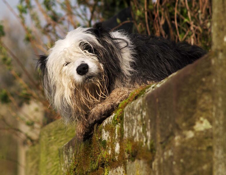 25 Signs That Your Dog Is Turning Old and Needs Extra Care - Dog Breed Pro