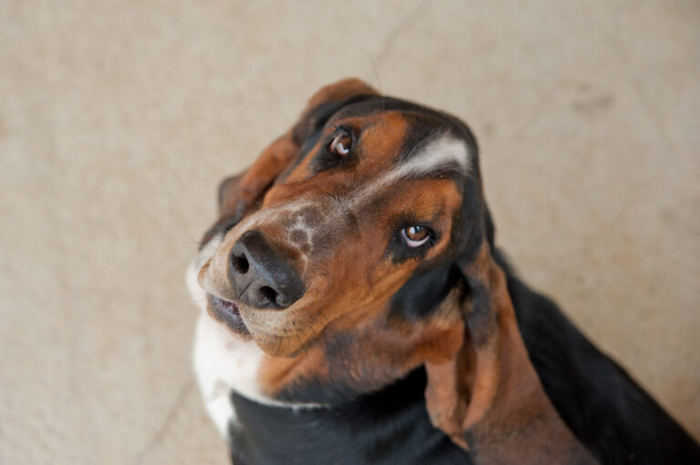 30 Dog Breeds That Will Make You Feel Protected and Loved - Dog Breed Pro