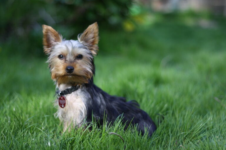 30 Small Dog Breeds That Are Perfect for Busy Families - Dog Breed Pro