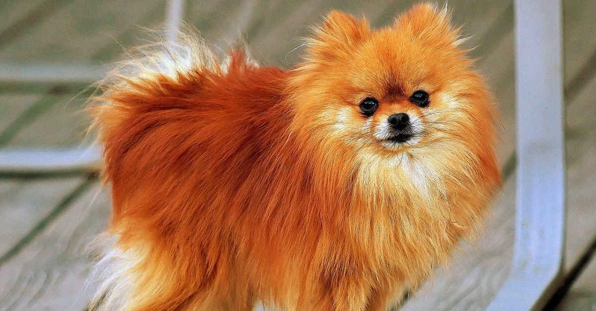 20 Small Dogs Overflowing With Charm - Dog Breed Pro