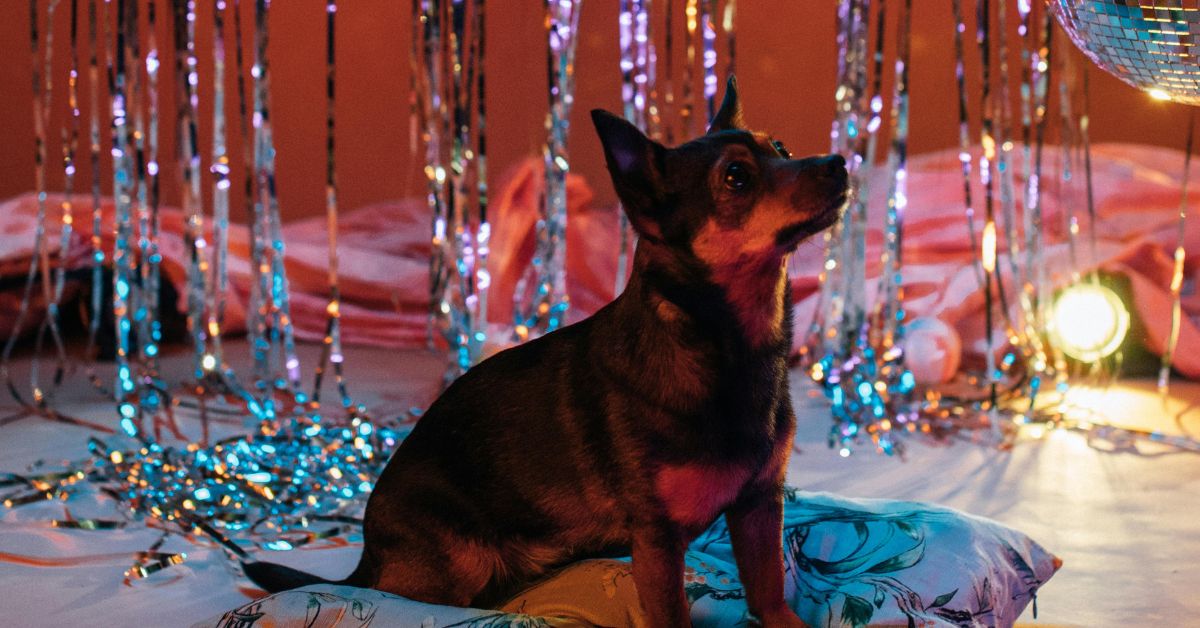 How to Throw a Show-Stopping Oscars Party for Dogs - Dog Breed Pro