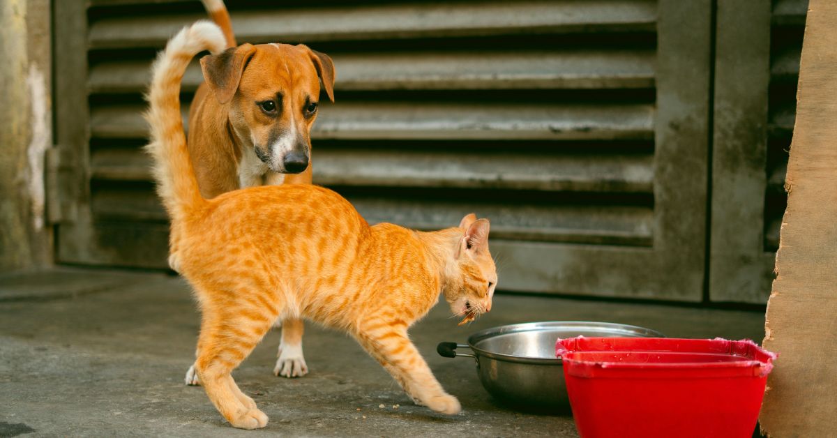 10 Quick Fixes to Keep Your Dog Away from Cat Food - Dog Breed Pro