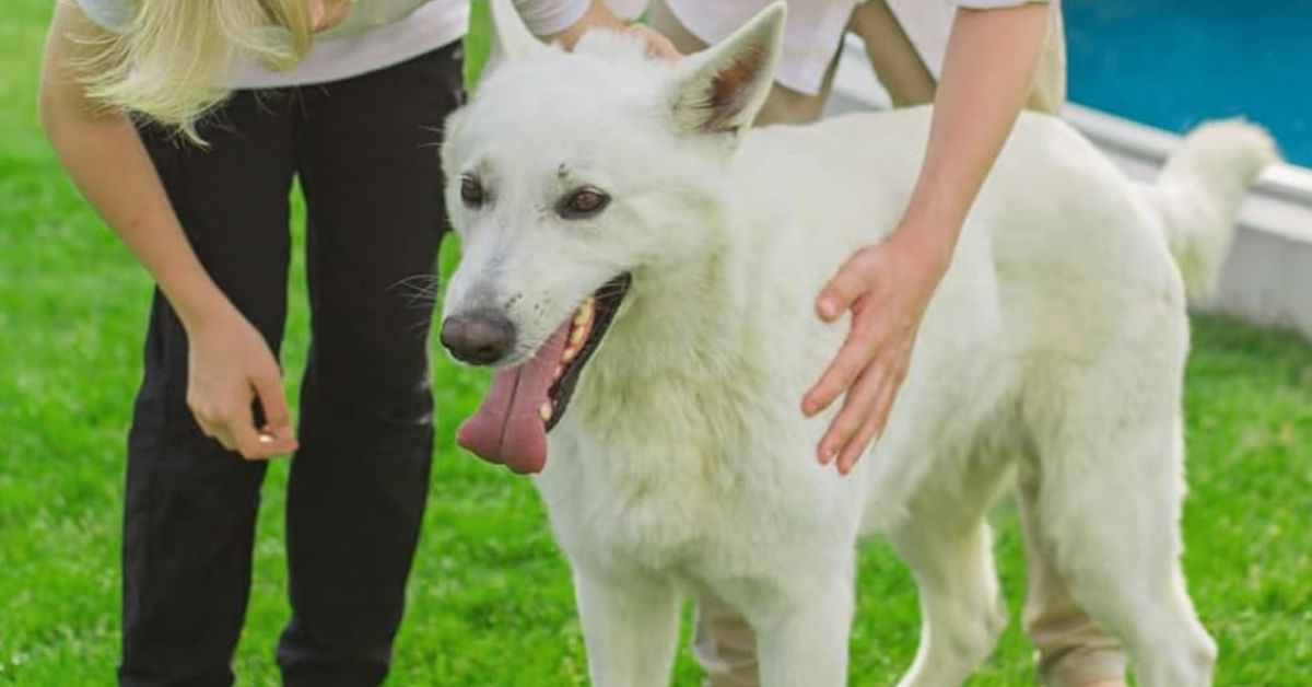 10 Tips to Create Perfect Pet-Friendly Lawn with Synthetic Grass - Dog ...