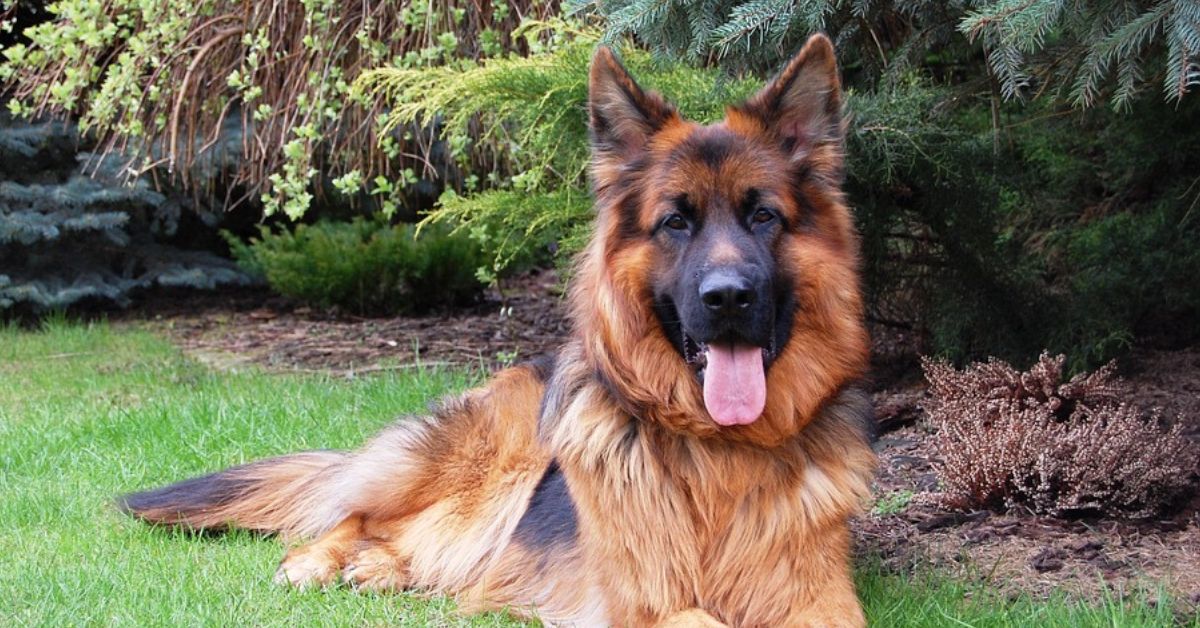 10 Ways to Tell if a German Shepherd is Purebred or Mixed Breed - Dog ...