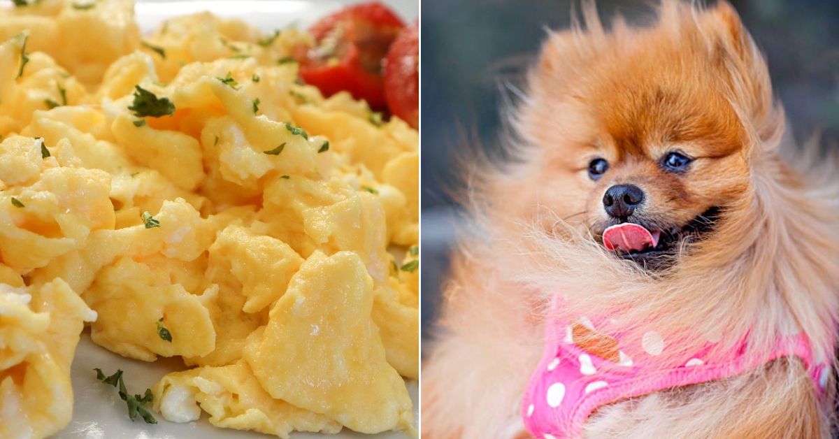 The Truth About Sharing Your Morning Scramble with Your Dog - Dog Breed Pro