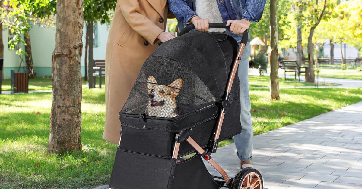 10 Things to Know About Having a Dog Pram - Dog Breed Pro