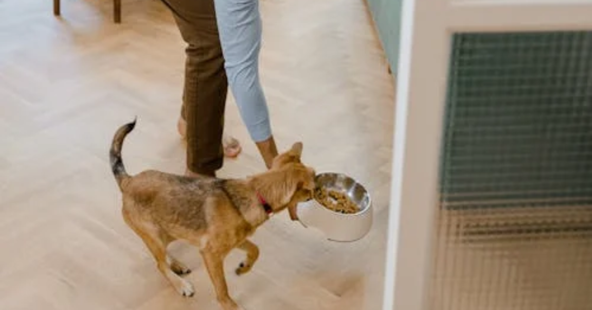 20 Tips to Check If Your Dog’s Getting the Right Portion Size - Dog ...