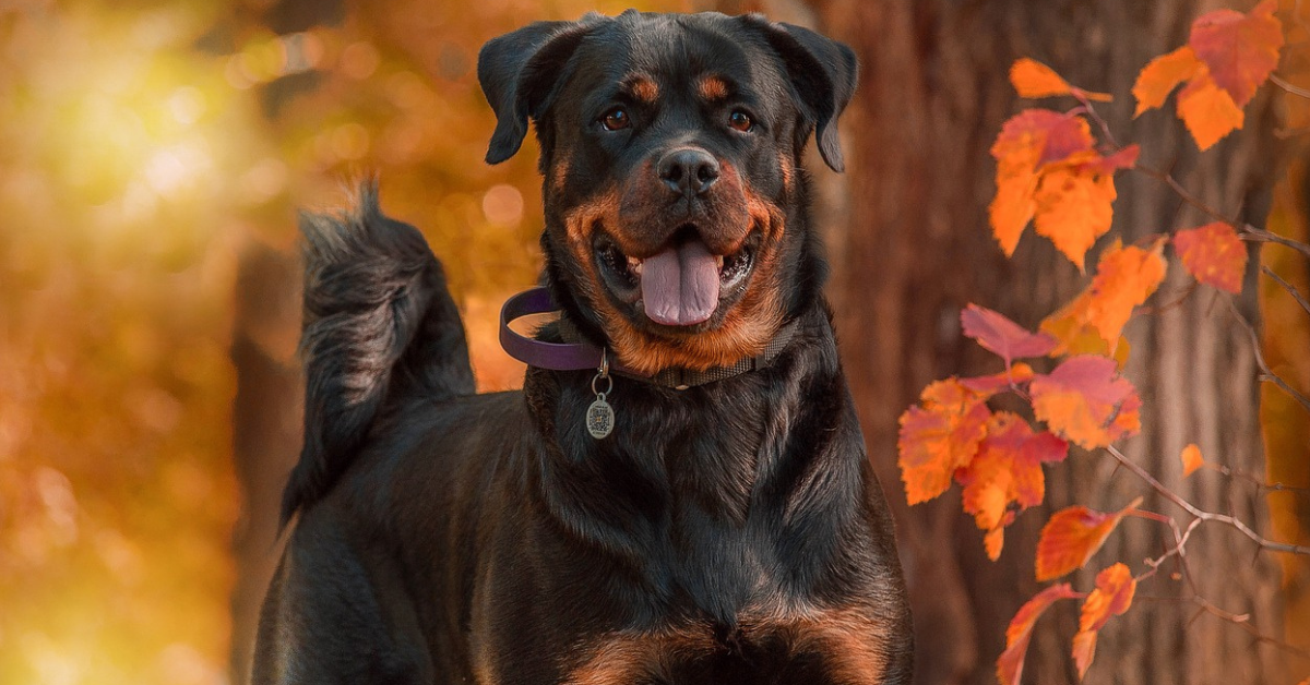 10 Dog Breeds Who Enjoy a Solo Pet Life - Dog Breed Pro