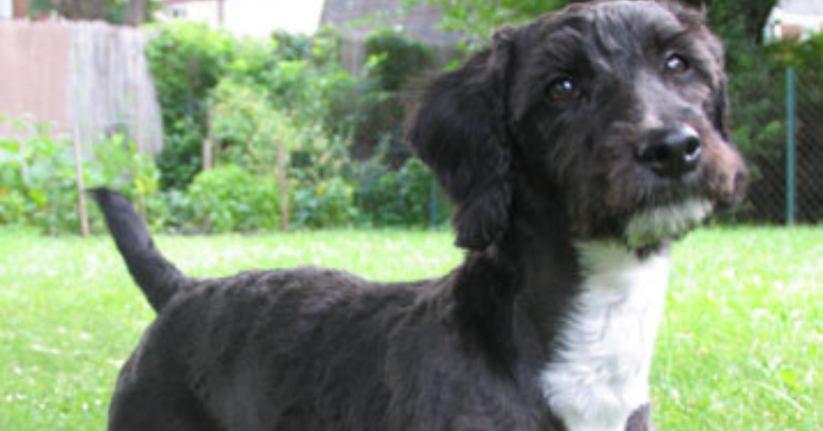 10 Jack-A-Poo Characteristics Every Owner Should Know - Dog Breed Pro