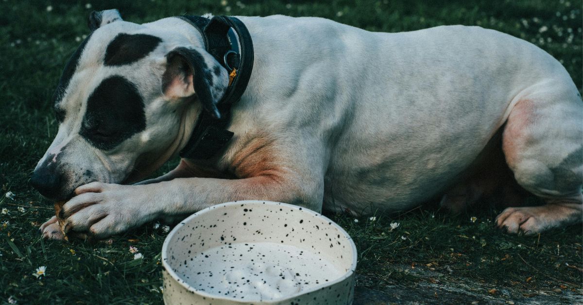 10 Surprising Instincts Behind Your Dog’s Bone-Burying Habit - Dog ...