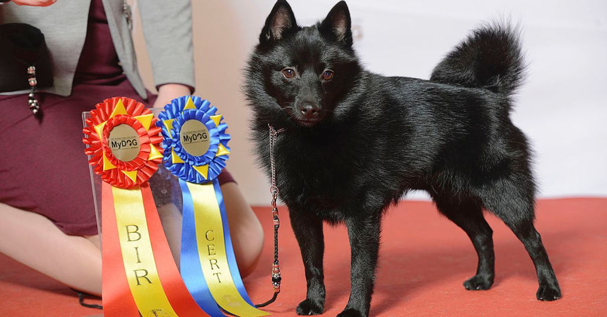 10 Intriguing Traits That Define Schipperke’s Look - Dog Breed Pro