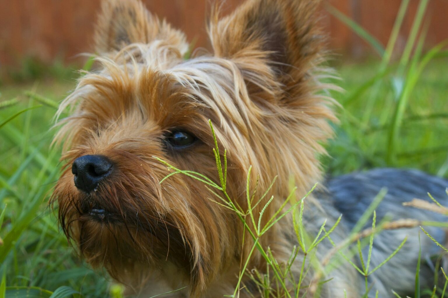 15 Things You Didn't Know About Your Dog - Dog Breed Pro
