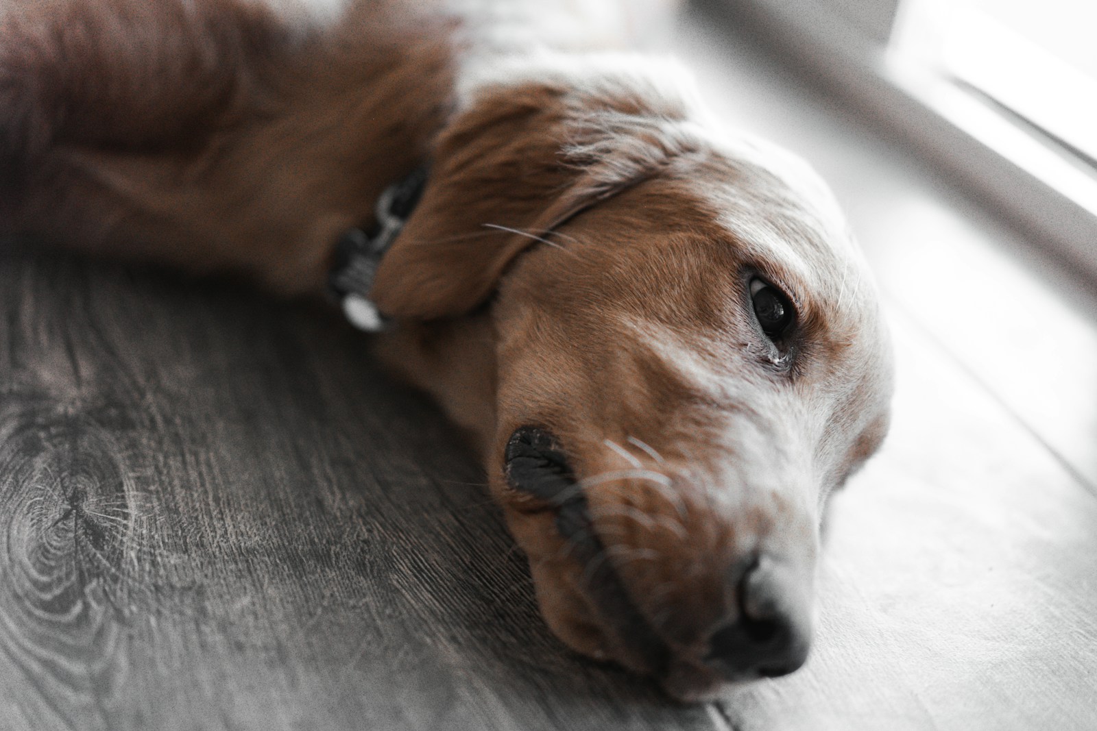 30 Warning Signs Your Dog Is in Pain - Dog Breed Pro