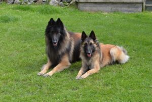 10 Things You Should Know About Belgian Tervurens - Dog Breed Pro