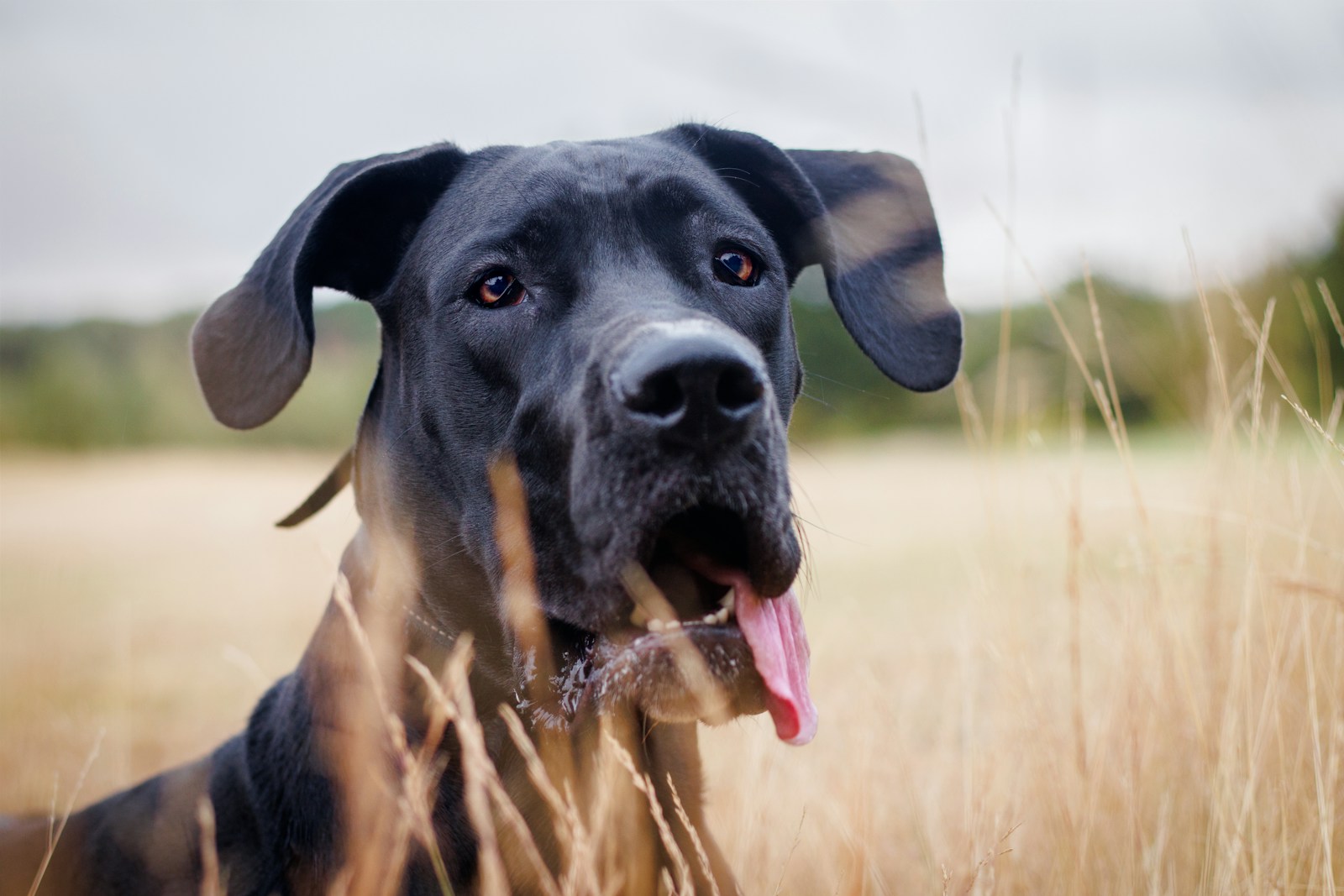 15 Interesting Facts About Great Danes - Dog Breed Pro