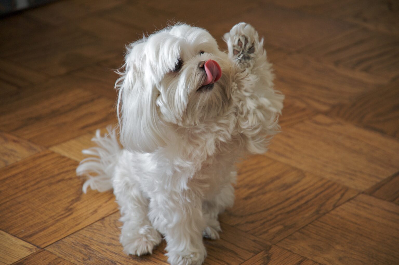 30 Small Dog Breeds That Are Perfect for Apartment Living - Dog Breed Pro