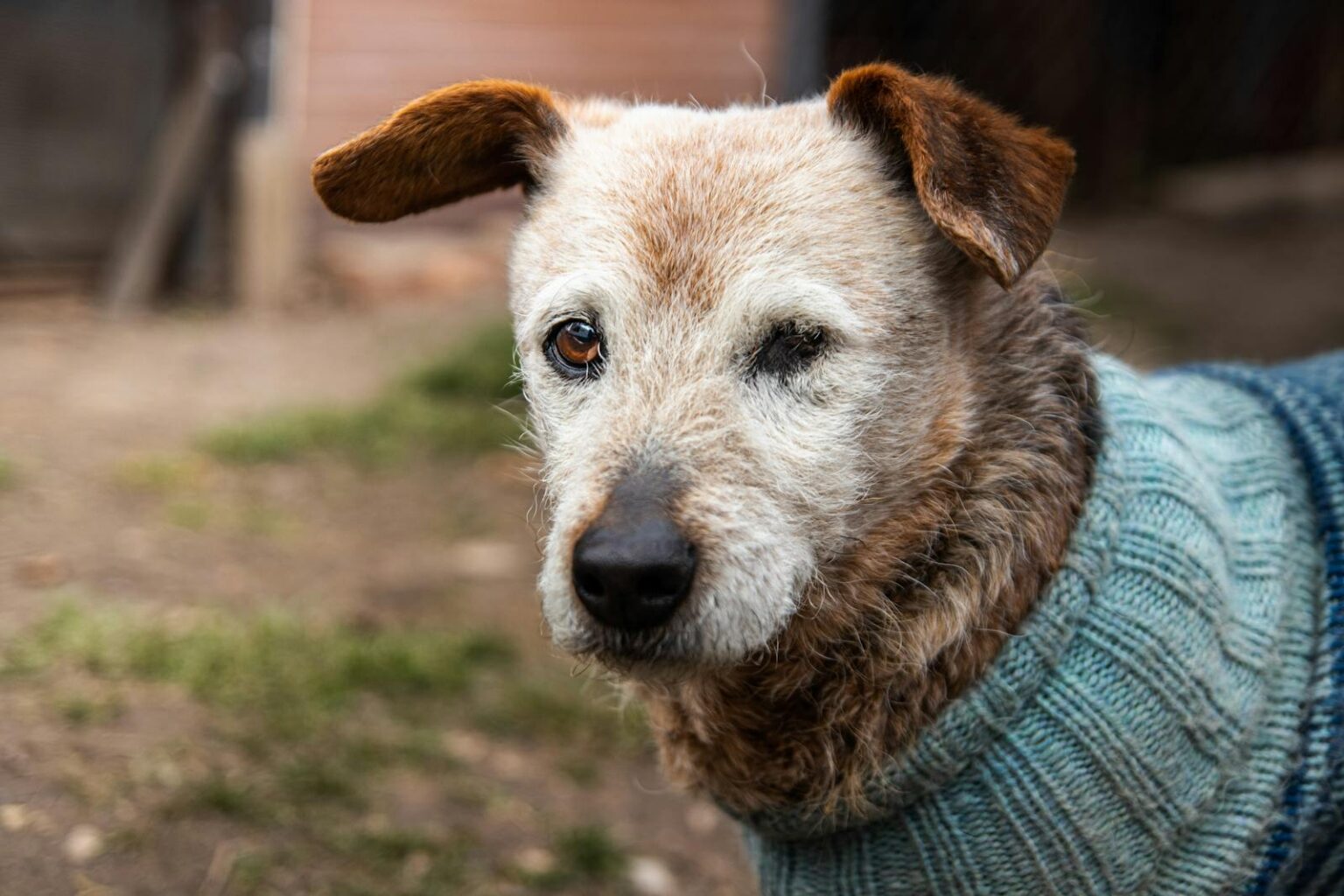 15 Surprising Changes You’ll Notice as Your Dog Gets Older - Dog Breed Pro