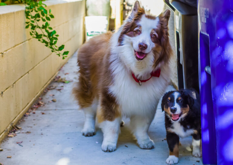 15 Signs Your Dog Is Happier Than You Think - Dog Breed Pro