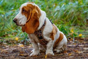Meet The 10 Most Mellow Dogs For Quiet Households - Dog Breed Pro