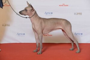 20 Alien-Looking Dog Breeds That Will Blow Your Mind - Dog Breed Pro