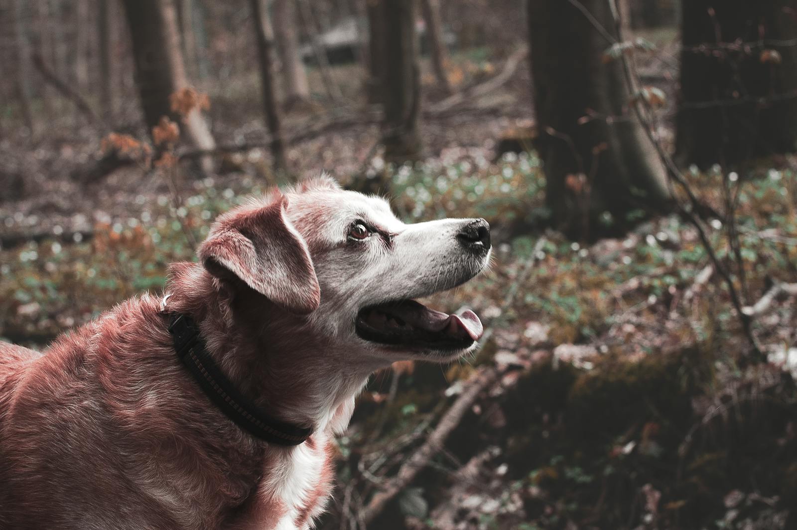 15 Surprising Changes You’ll Notice as Your Dog Gets Older - Dog Breed Pro