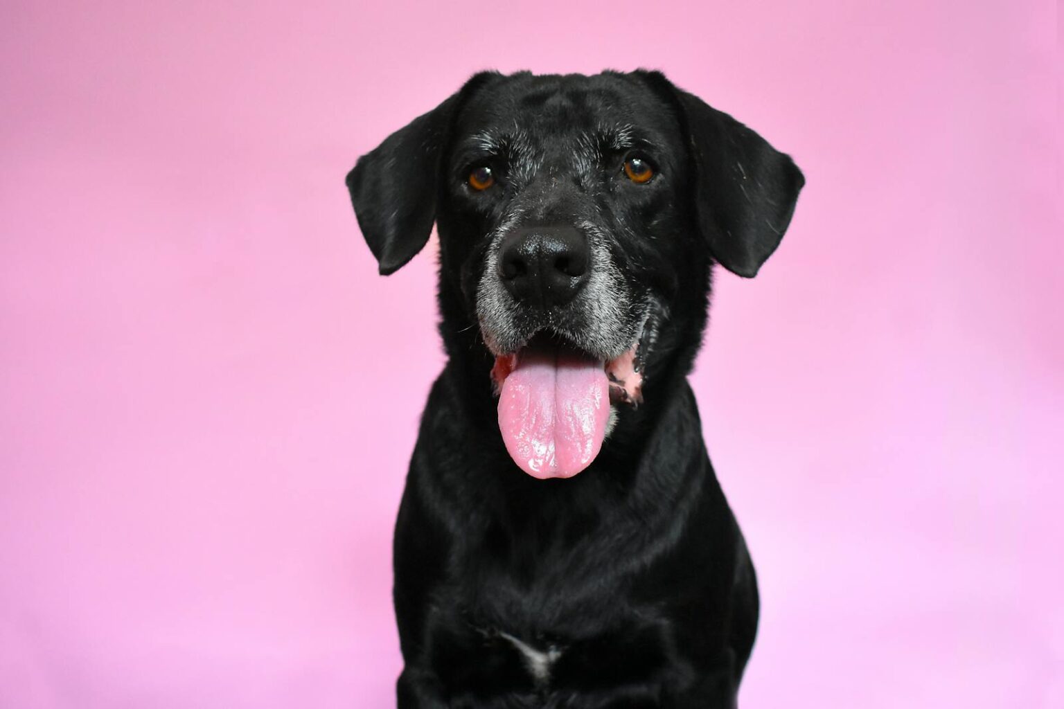 15 Surprising Changes You’ll Notice as Your Dog Gets Older - Dog Breed Pro