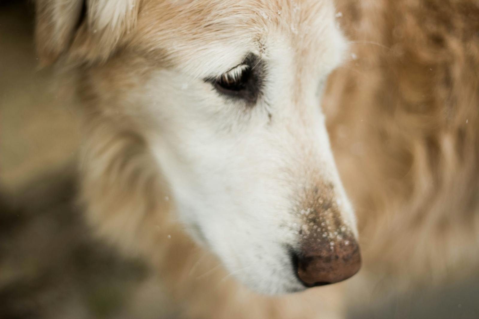 15 Surprising Changes You’ll Notice as Your Dog Gets Older - Dog Breed Pro