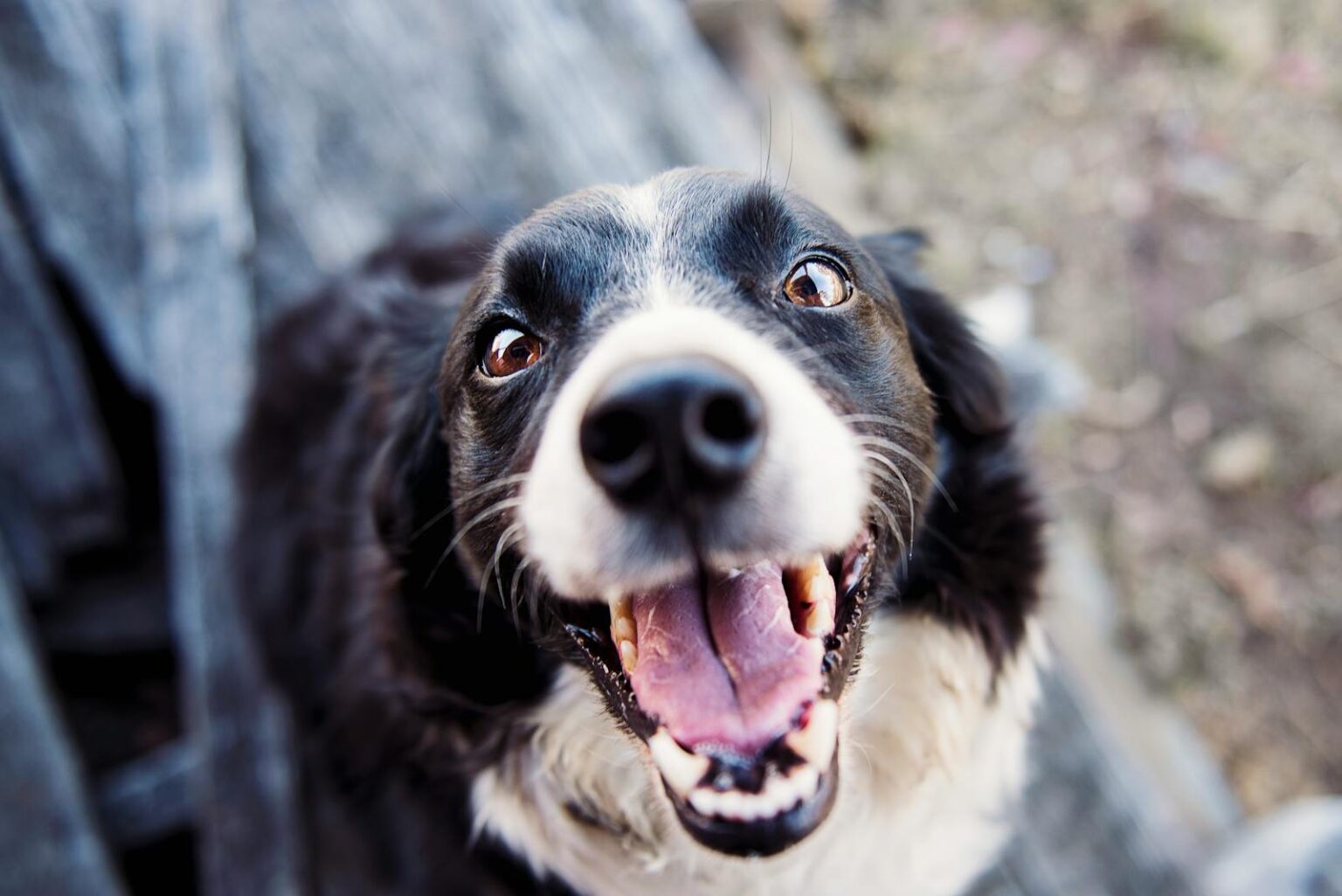 15 Signs Your Dog Is Happier Than You Think - Dog Breed Pro