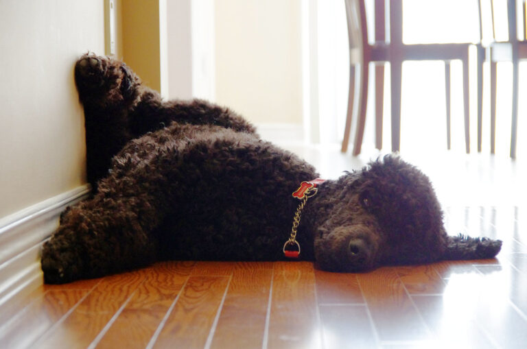 15 Breeds With Surprising Royal Connections - Dog Breed Pro