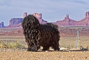 20 Alien-Looking Dog Breeds That Will Blow Your Mind - Dog Breed Pro