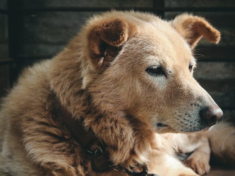 15 Surprising Changes You’ll Notice as Your Dog Gets Older - Dog Breed Pro