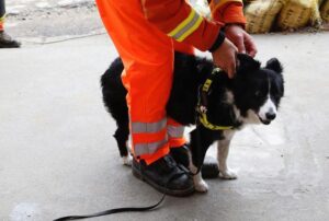 20 Surprising Ways Dogs Are Evolving in the Modern World - Dog Breed Pro