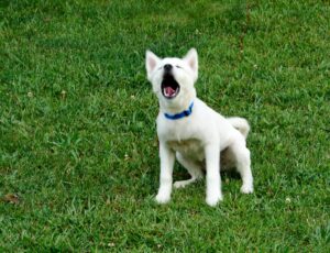 15 Warning Signs That Your Dog Has Dental Problems - Dog Breed Pro