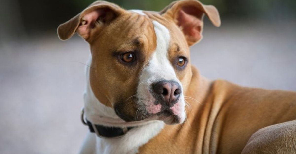 Everything You Should Know About the BullBoxer Dog Breed - Dog Breed Pro