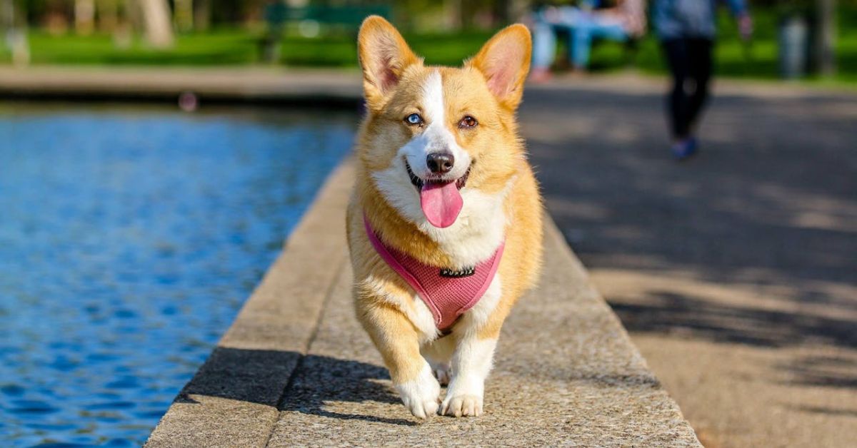 10 Surprising Facts About Small Dogs and Their Connection to Wolves ...