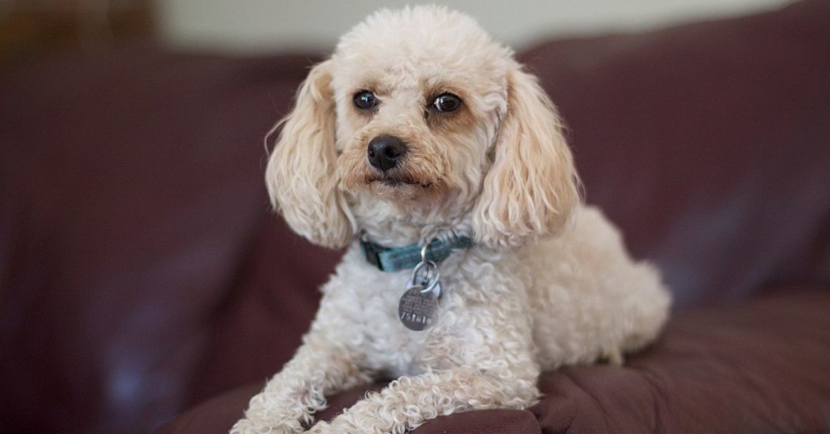 10 Dog Breeds That Don’t Handle Routine Changes Well - Dog Breed Pro