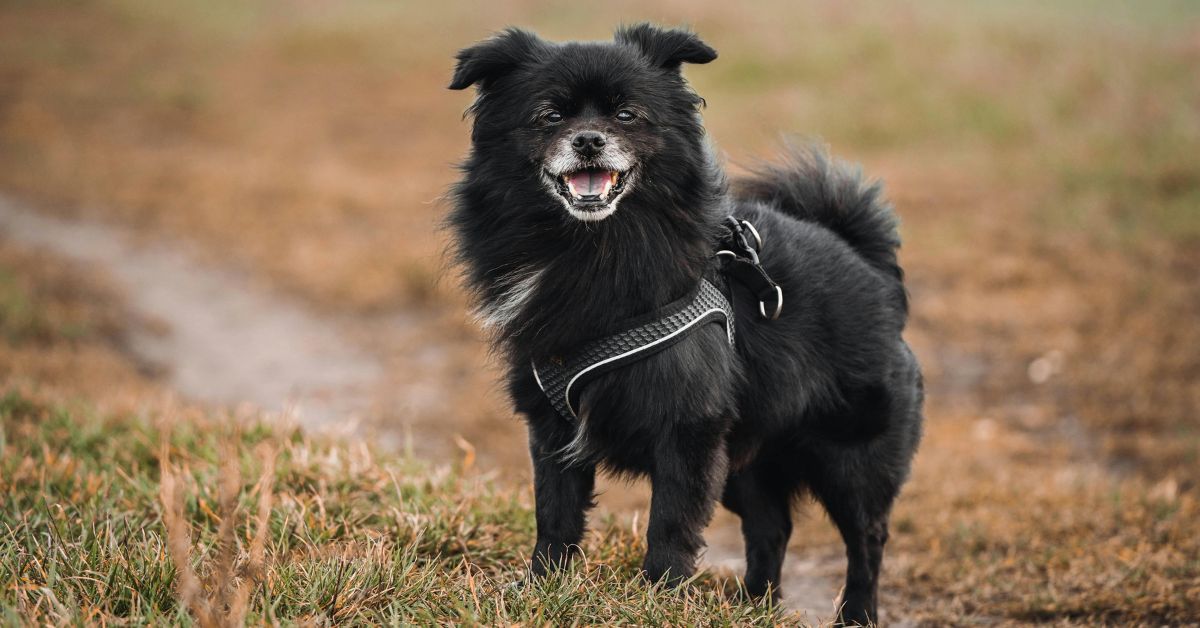 Meet The 10 Most Mellow Dogs For Quiet Households - Dog Breed Pro