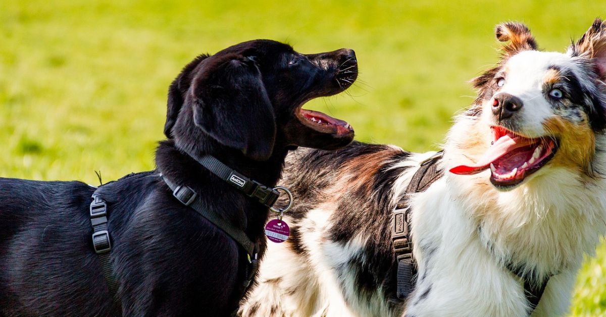 10 Dog Breeds That Will Make Your Multi-Pet Home a Joyful Pack - Dog ...