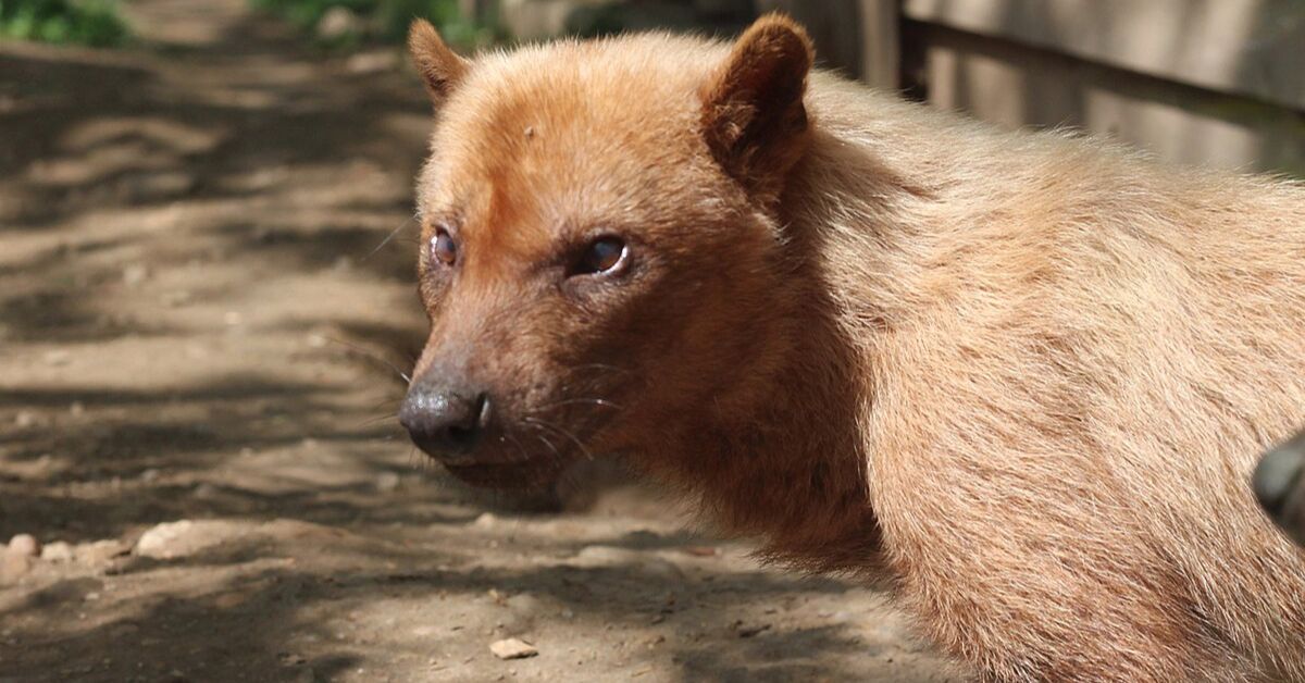 10 Surprising Insights Into The World Of Bush Dogs - Dog Breed Pro