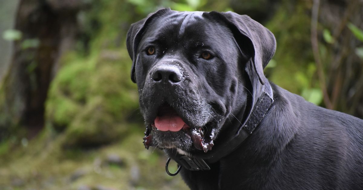 10 Realities of Raising a Cane Corso That No One Tells You - Dog Breed Pro