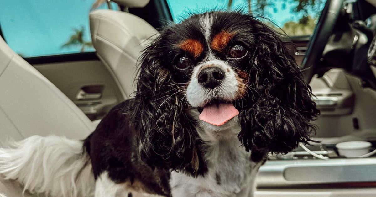 10 Dogs Who Are Always Ready For Shopping Sprees - Dog Breed Pro