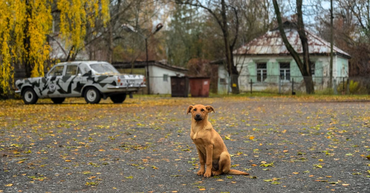 10 Mysteries Surrounding the Dogs of Chernobyl - Dog Breed Pro