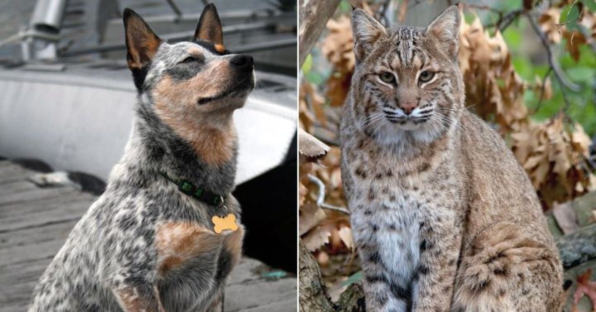 10 Fearless Canine Protectors That Stand Guard from Bobcats - Dog Breed Pro